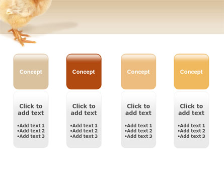 Chicken Presentation Template for PowerPoint and Keynote | PPT Star