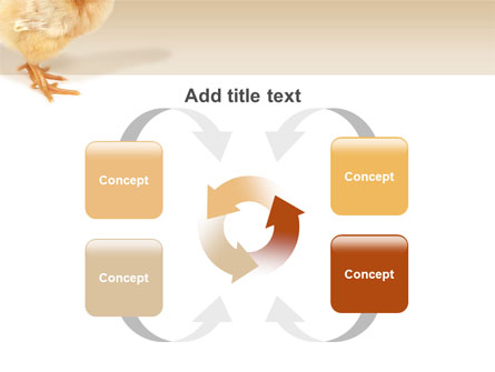 Chicken Presentation Template for PowerPoint and Keynote | PPT Star